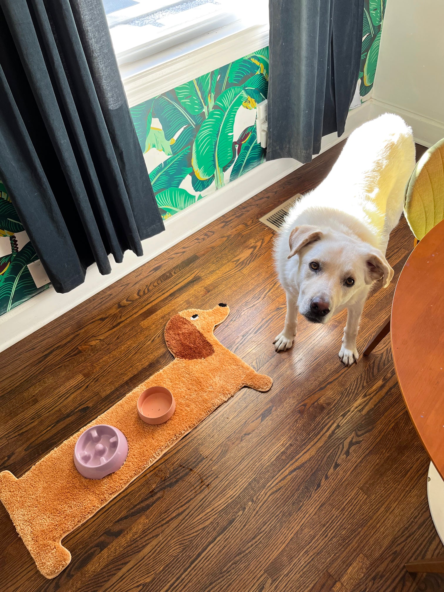 Dog Rug – A Shop of Things